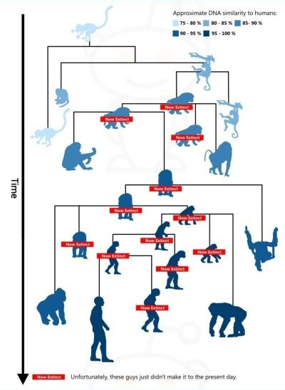 Evolution For Dummies Tumbex