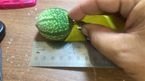 Passiflora Vitifolia Fruit Your Garden Variety Scientist