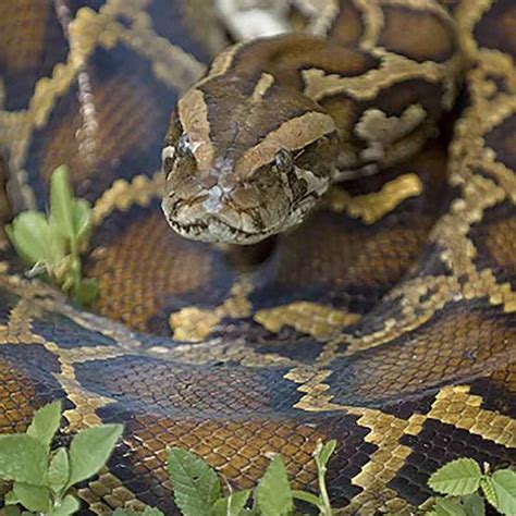Identification Of Boa Constrictors Fwc