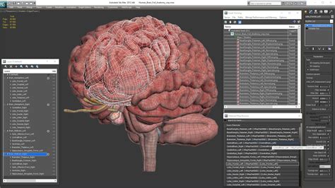 3d Human Brain Anatomy Model Turbosquid 1467456