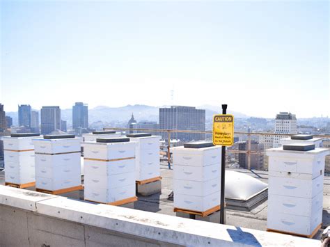 Sf Hotels Get Busy On Sustainability With Rooftop Beehives