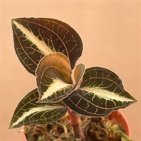 Anoectochilus Leyli Brown Jewel Orchid Floraria Secret Garden Sg