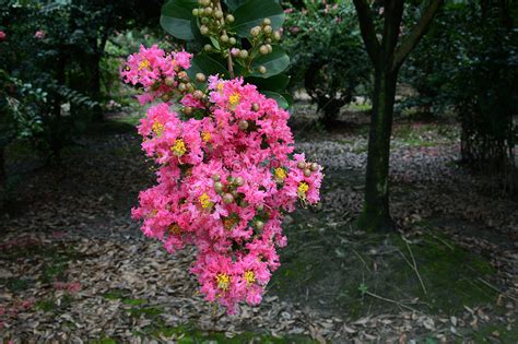 꽃이 백일홍 사진 무료 다운로드 Lovepik