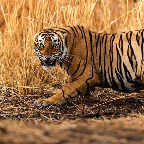 In Ranthambore A Love Affair Between Prince Hamir And An Ace Photographer