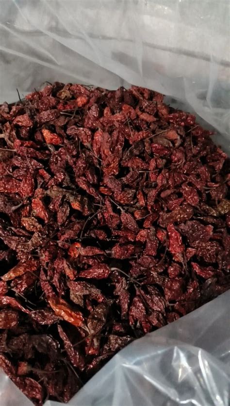 Bhoot Jolokia Chilli At Rs 2000kg Ghost Pepper In Jorhat Id
