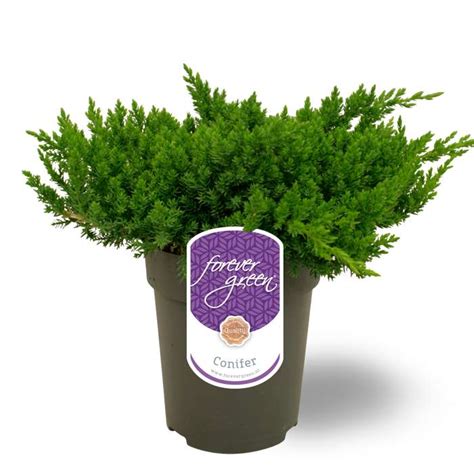 Juniperus Procumbens ‘nana Perfect Garden