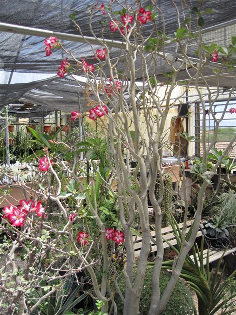 Chicago Northern Exposure Arid Lands Greenhouse