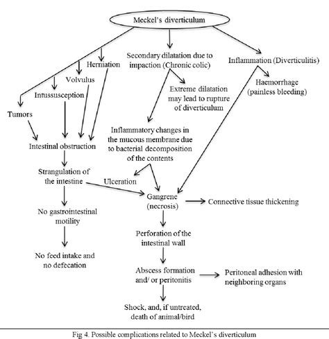 Figure 1 From Meckels Diverticulum In Animals And Birds An Immuno