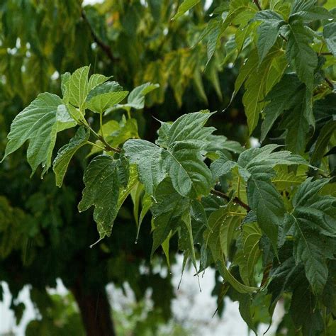 Platane Commun Truffaut