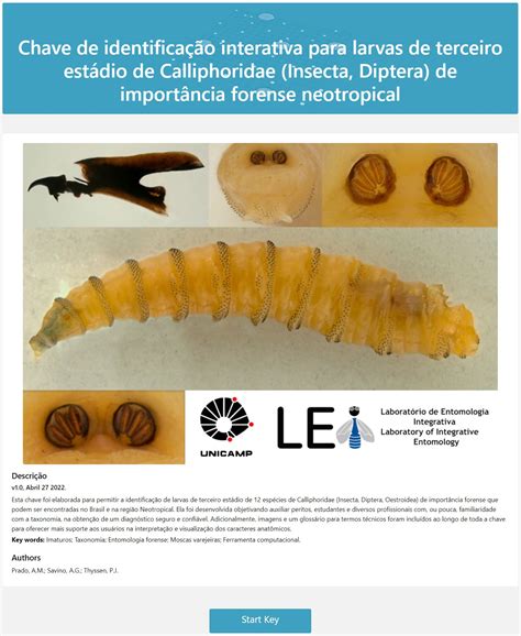 Calliphoridae Larvae