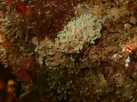 Phyllodesmium Crypticum From Sandy Beach Nsw 2456 Australia On April 9