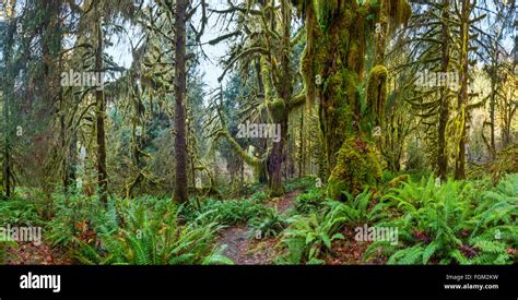 The Hoh Rainforest Of Olympic National Park In Washington State Stock