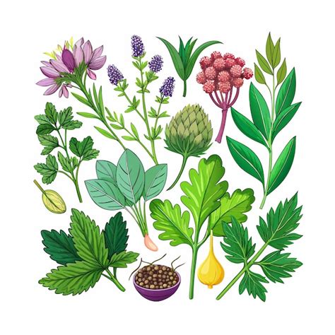 Realistic Beautiful Herbs Vector Illustration Premium Ai Generated Vector