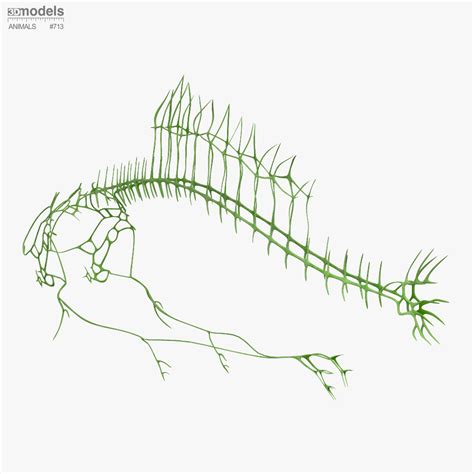 Fish Lymphatic System 3d Model Download Fish On