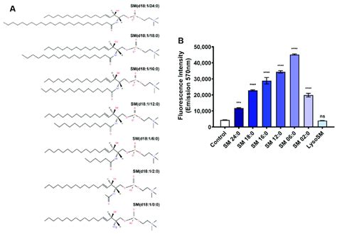 The Role Of The Number Of Carbon Atoms In The Phospholipid Chains And