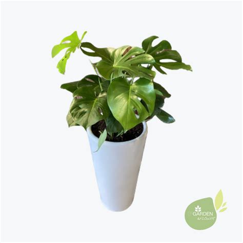 龜背竹 益豐園藝 Efgarden And Flower Ef商店