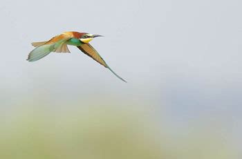 Migration