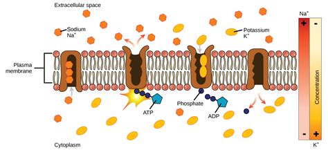 Hydrogen Potassium Pump