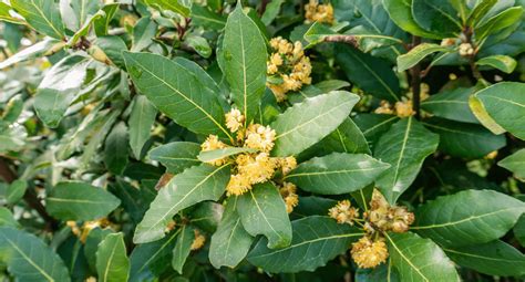 15 Useful Tips On Pruning Bay Tree Care Overall Growth