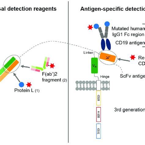 Pdf Sensitivity And Specificity Of Cd19car T Cell Detection By Flow