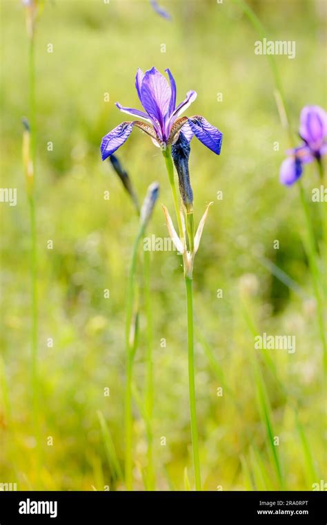 Commonly Known As Siberian Iris Iris Sibirica Or Siberian Flag