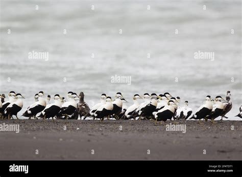 Common Eider Post Breeding Flock Of Males On Shoreline Somateria