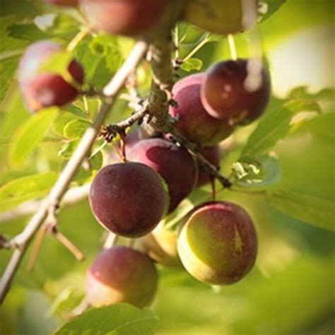 Cherry Plum Opata Dutch Growers Saskatoon