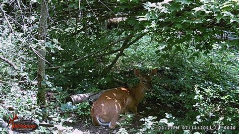 The Beginners Guide To Identifying Creating And Hunting Deer Bedding