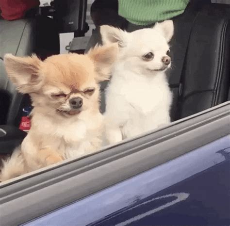 Funny Dog S