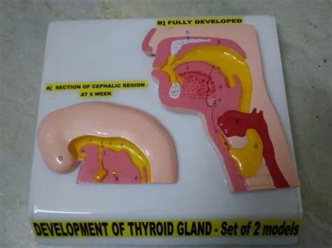 Development Of Thyroid Gland At Rs 6500 Anatomical Models In Mumbai