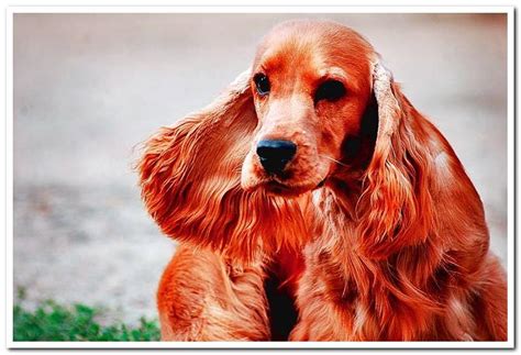 Differences Between English Cocker Spaniel And American Cocker Spaniel