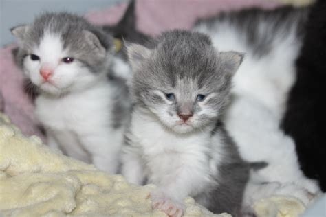 Its Kitten Season Cats And Kittens At Crafty Cat Rescue Flickr