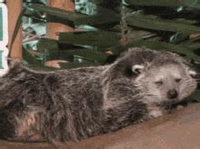Binturong Bearcat  Binturong Bearcat Civet Discover And Share S