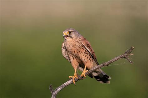 Pustułka Wygląd Ptaka Głos I Ciekawostki