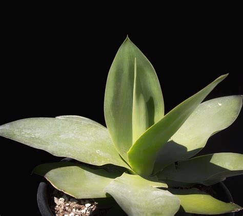 Agave Ellemeetiana Satina”