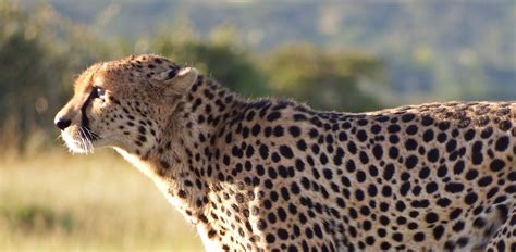 Cuscus Characteristics Diet Facts And More Fact Sheet