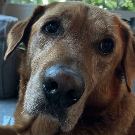 David Coates Youtube