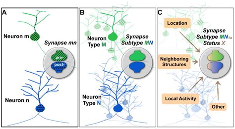 Deep Molecular Diversity Of Mammalian Synapses Why It Matters And How
