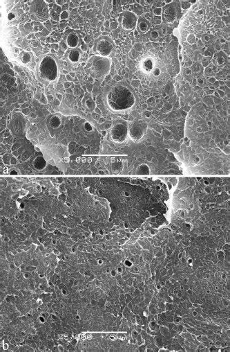 SEM Micrographs Of Blends Of A HDPE 4 BPS B HDPE 4 BPSDA Download Scientific Diagram