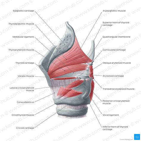 Types Of Larynx Muscles Anatomy Head And Neck Laryngeal Muscles