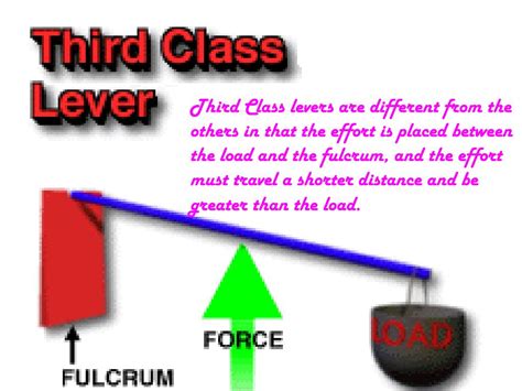 Ppt Third Class Levers Powerpoint Presentation Free Download Id801921