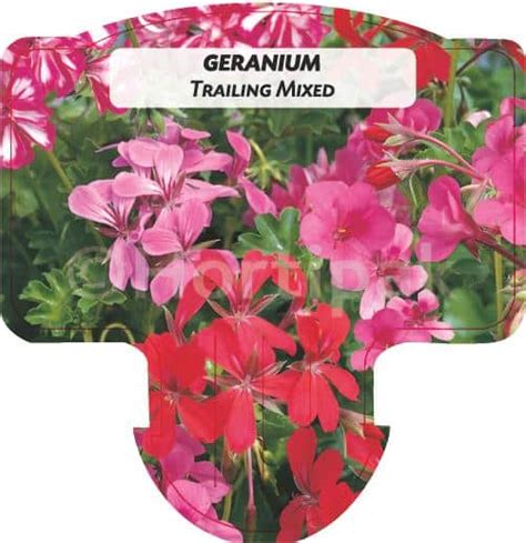 Geranium Trailing Mixed Plant Labels Hortipak