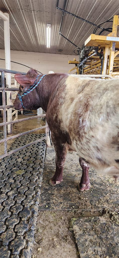 Ranch Goddess Chronicles Added Ranch Goddess Chronicles