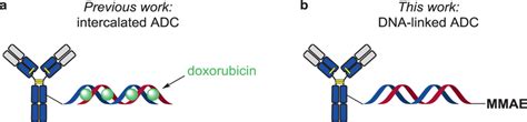 A Doxorubicin Intercalated Into Antibody Conjugated Dna B Download Scientific Diagram