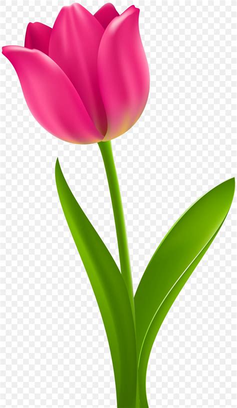 Tulip Flower Desktop Wallpaper Clip Art Png 4651x8000px Tulip Bud