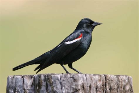 Tricolored Blackbird Ebirdr