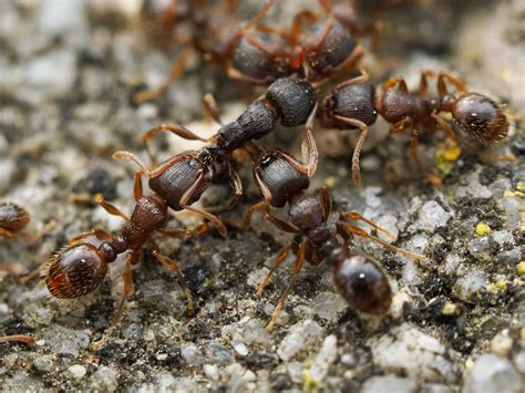 Pavement Ants Pest Control Pro
