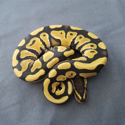 Desert Ball Python Traits Morphpedia
