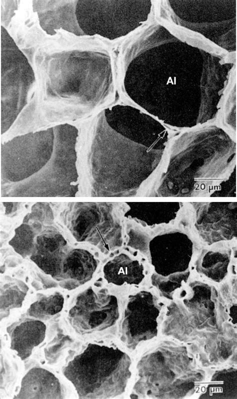 39 Anatomy And Physiology Ideas Anatomy And Physiology Physiology