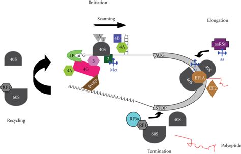 The General Process Of Translation In Eukaryotes A Typical Eukaryotic